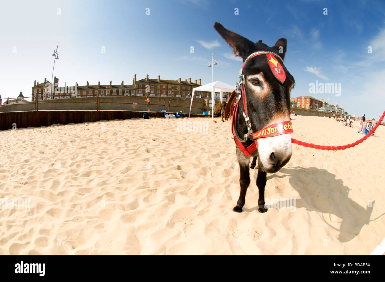 Donkey Rides Lowestoft Beach, Suffolk UK Stock Photo - Alamy