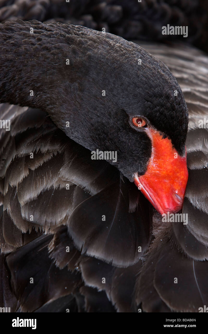 Black Swan Cygnus atratus sleeping Australian resting napping Stock ...