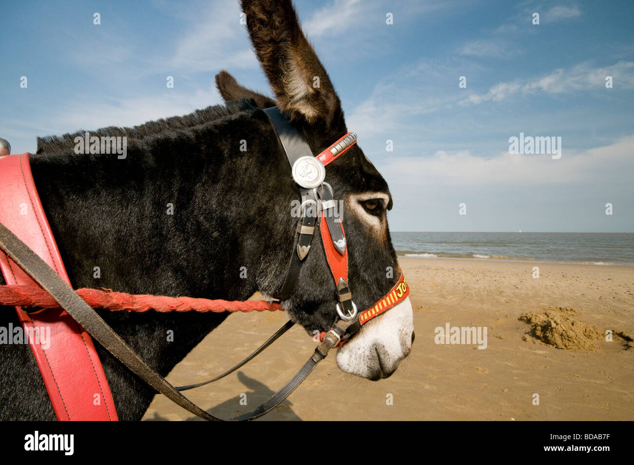Donky hi-res stock photography and images - Alamy
