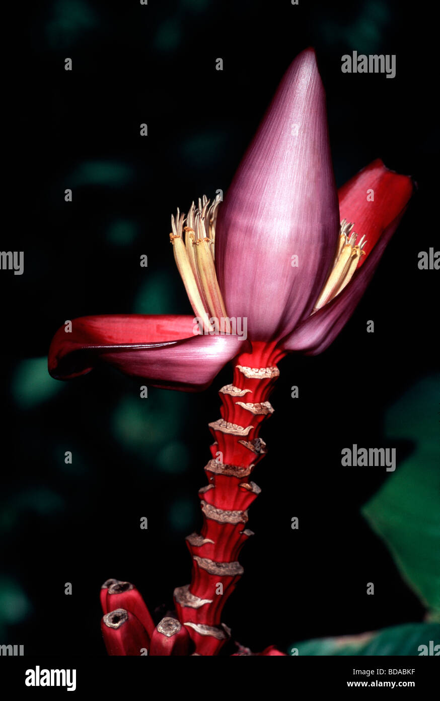 Banana flower, Musa Manni Stock Photo - Alamy