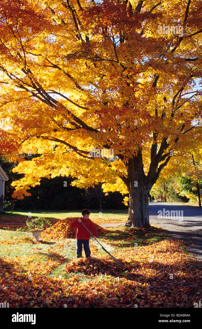 Children Raking leaves in autumn in Concord Massachusetts Stock Photo ...