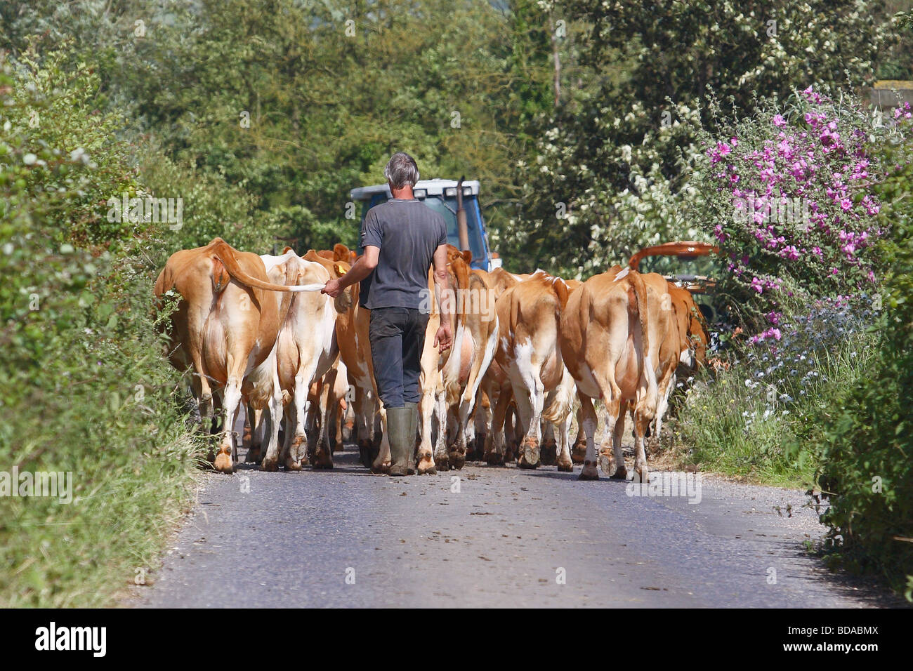 Herding cattle cows along country lane farming driving Stock Photo - Alamy