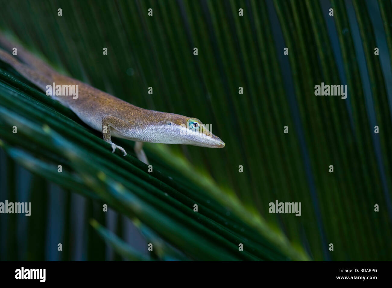 Lizard palm hi-res stock photography and images - Alamy