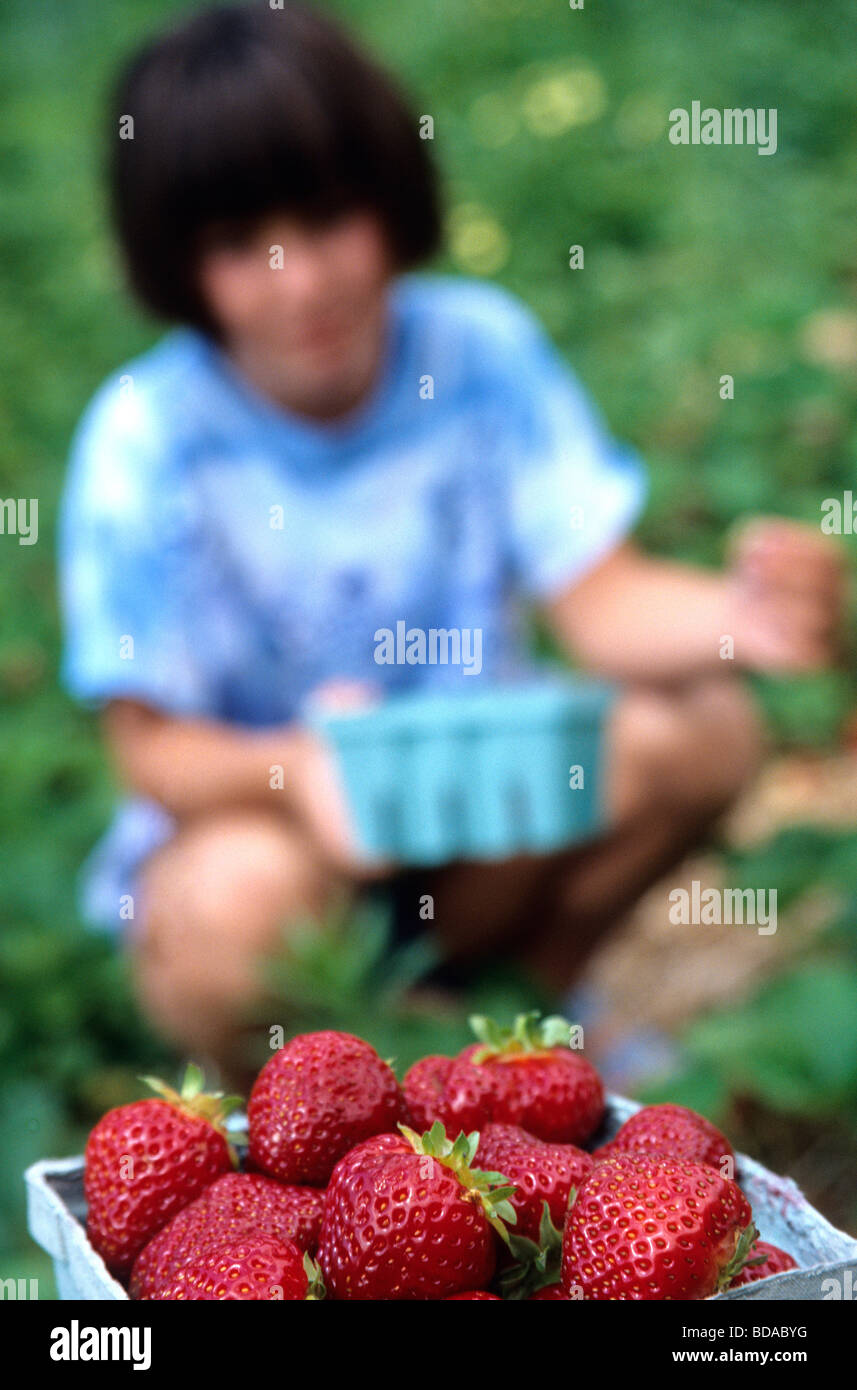 Child picking strawberries Stock Photo - Alamy