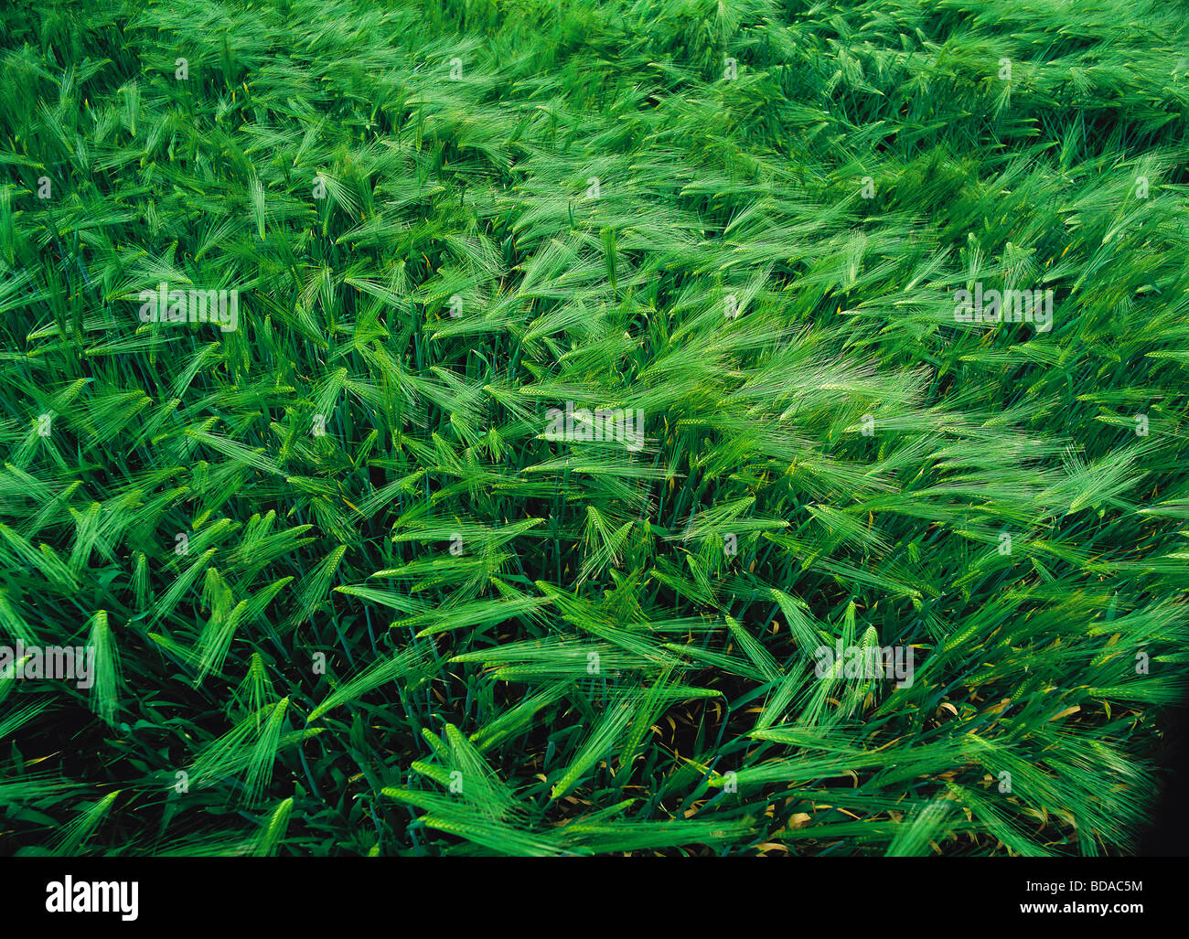 Crop in Tibet,China Stock Photo - Alamy