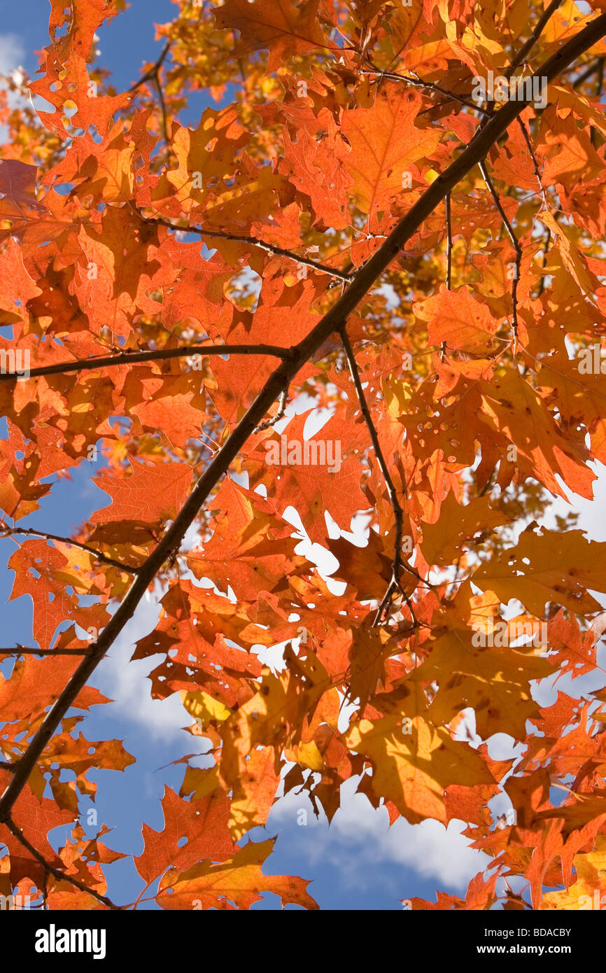 Oaken tree hi-res stock photography and images - Alamy