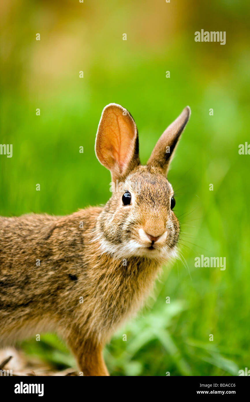 Hare profile hi-res stock photography and images - Alamy