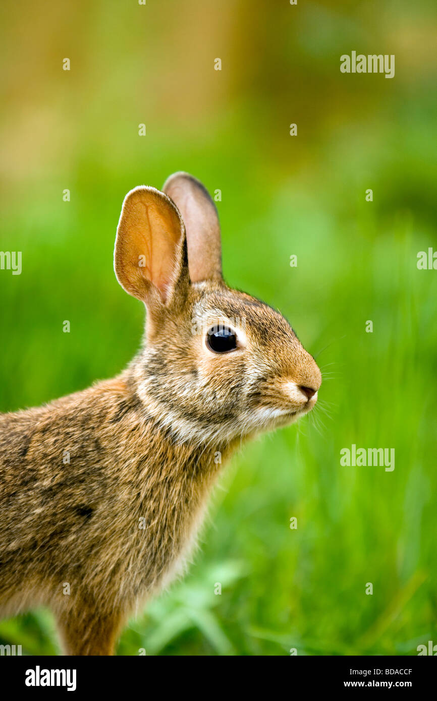 Baby hare hi-res stock photography and images - Alamy