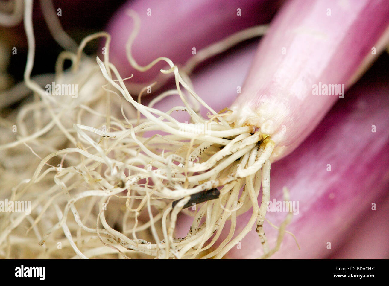 Scallion onion root vegetable hi-res stock photography and images - Alamy