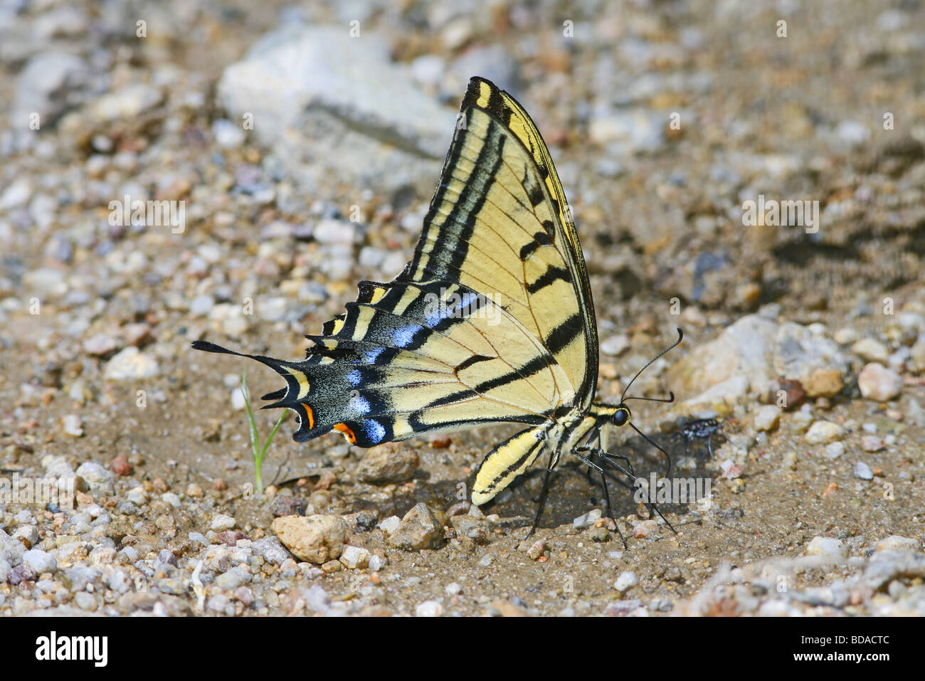Two tailed butterfly hi-res stock photography and images - Alamy