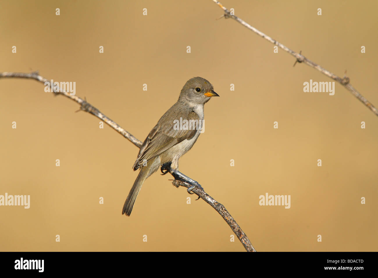 Verdin bird hi-res stock photography and images - Alamy