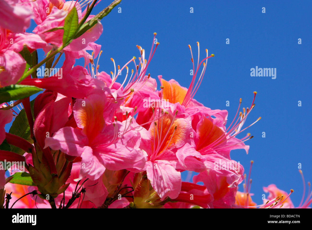 Blue azalea hi-res stock photography and images - Alamy