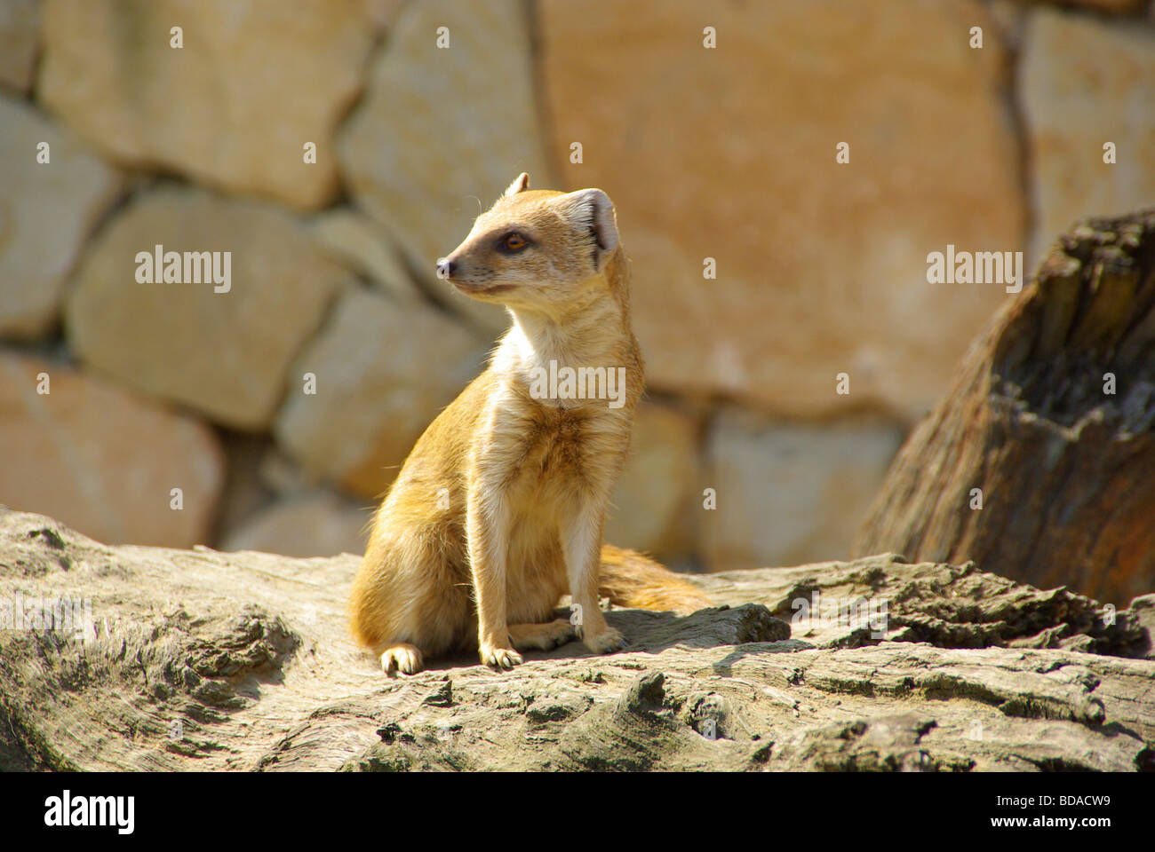 Mongoose sitting hi-res stock photography and images - Alamy