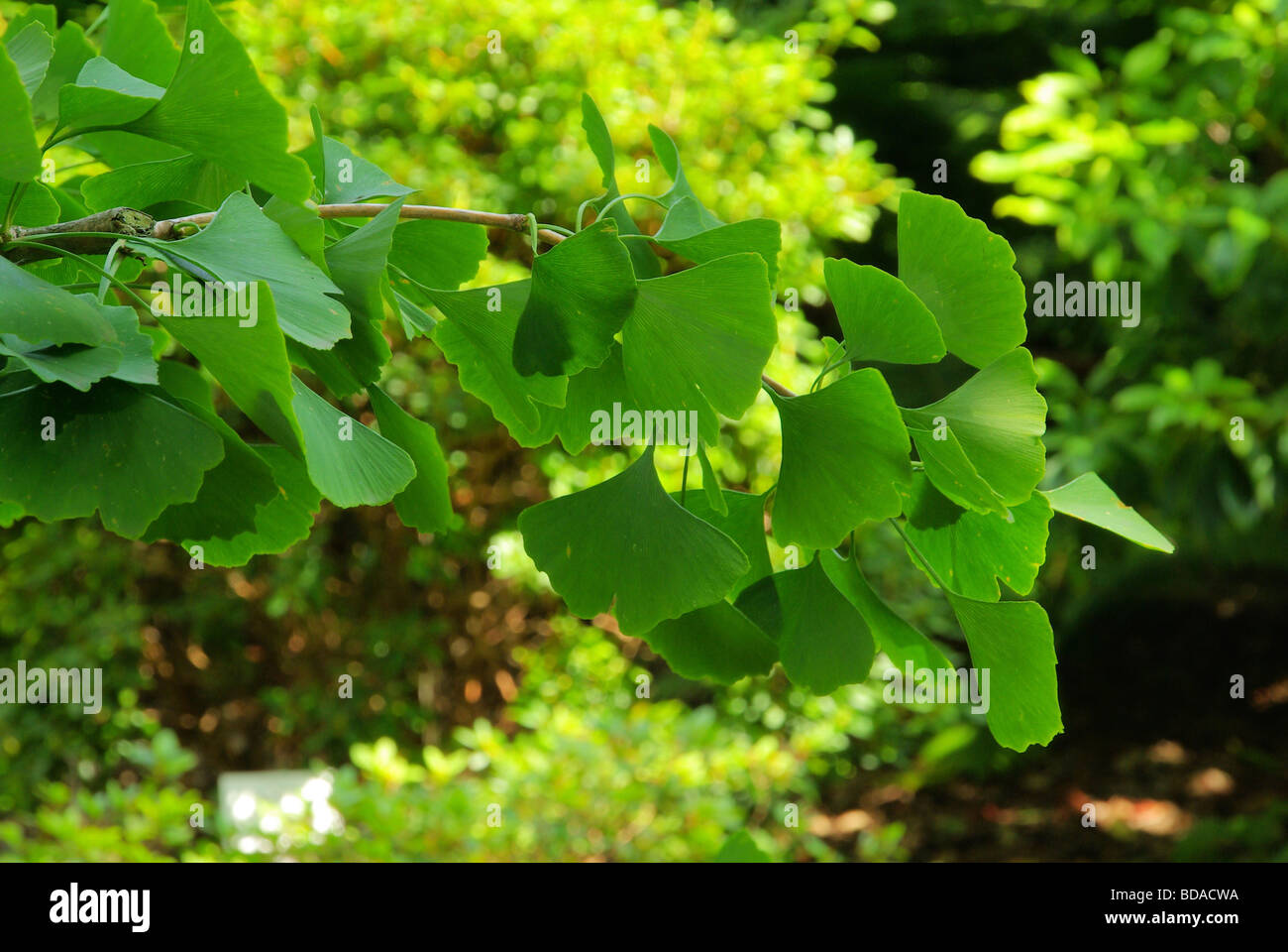 Ginkgo Baum High Resolution Stock Photography and Images - Alamy