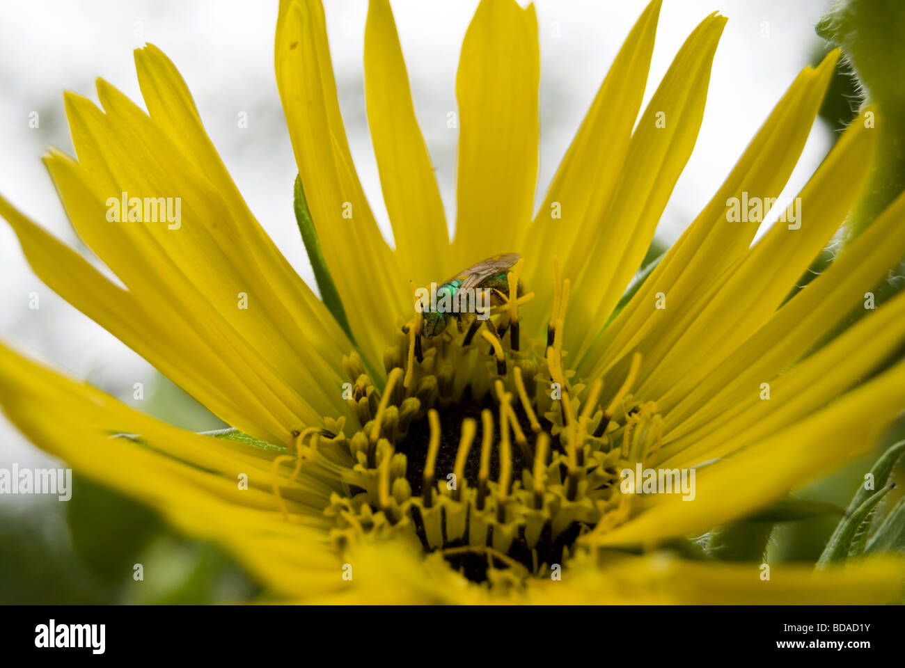 A Virescent Green Metallic Bee Stock Photo - Alamy