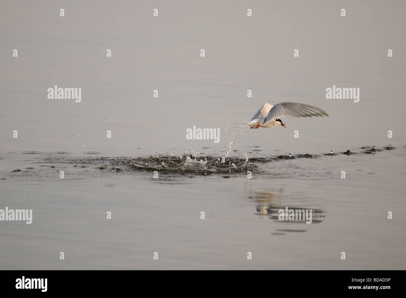 Arctic Tern (Sterna paradisaea) catching a fish. Stora Karlsö, Gotland ...