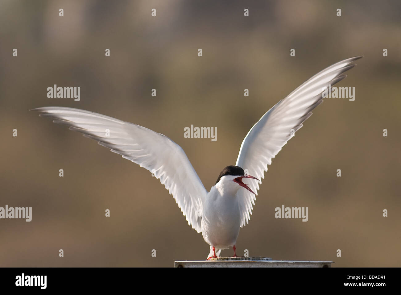 An angry Arctic Tern (Sterna paradisaea). Stora Karlsö, Gotland, Sweden ...