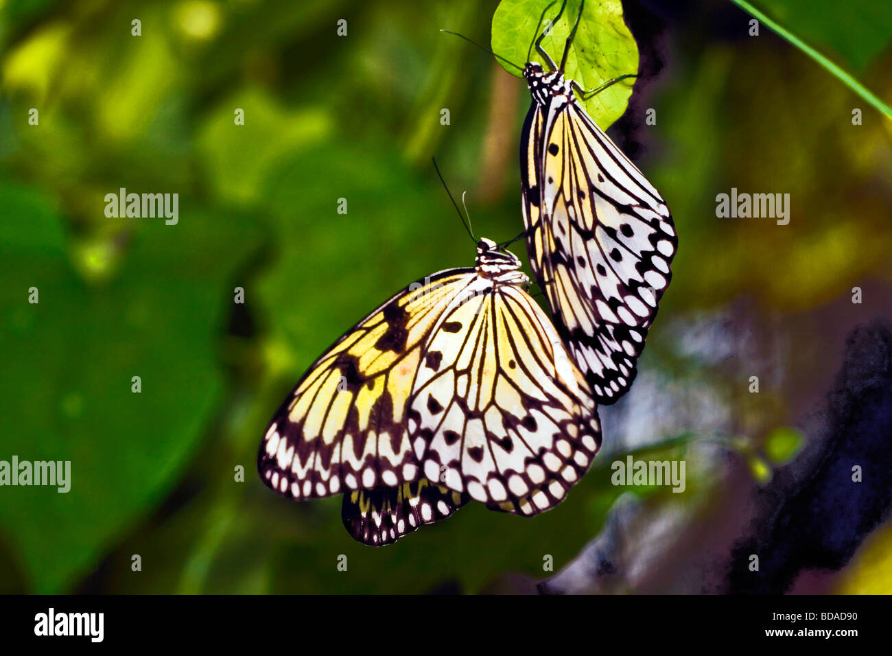 A rice paper butterfly in a garden Stock Photo - Alamy