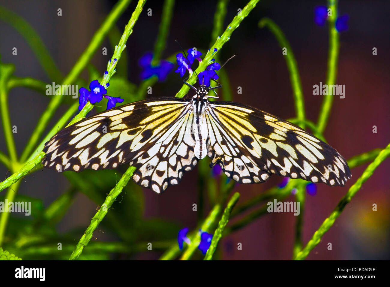 A rice paper butterfly in a garden Stock Photo - Alamy