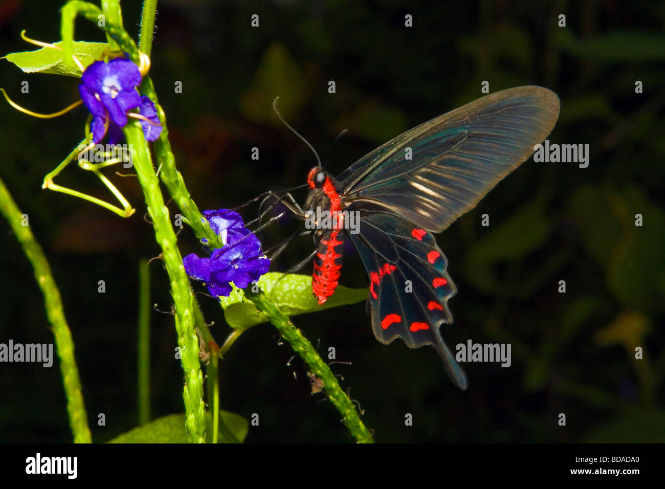 A butterfly on a tree trunk in a garden Stock Photo - Alamy