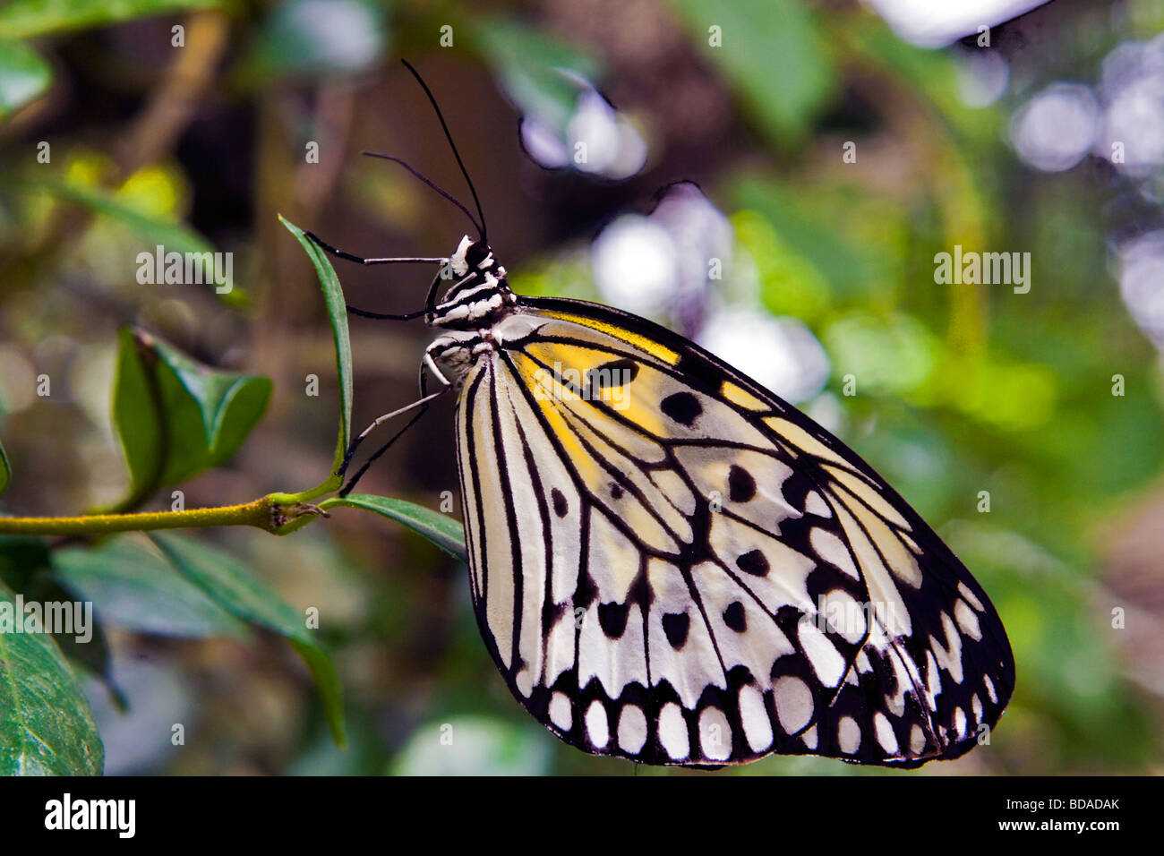 Insect butterfly zoology wings hi-res stock photography and images - Alamy