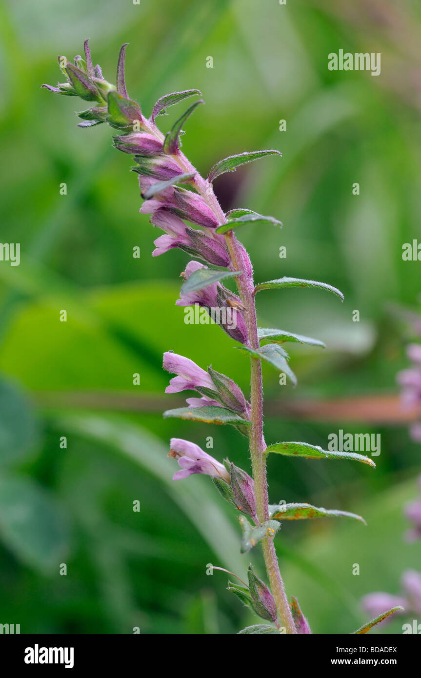 Red Bartsia Odontites verna Stock Photo - Alamy