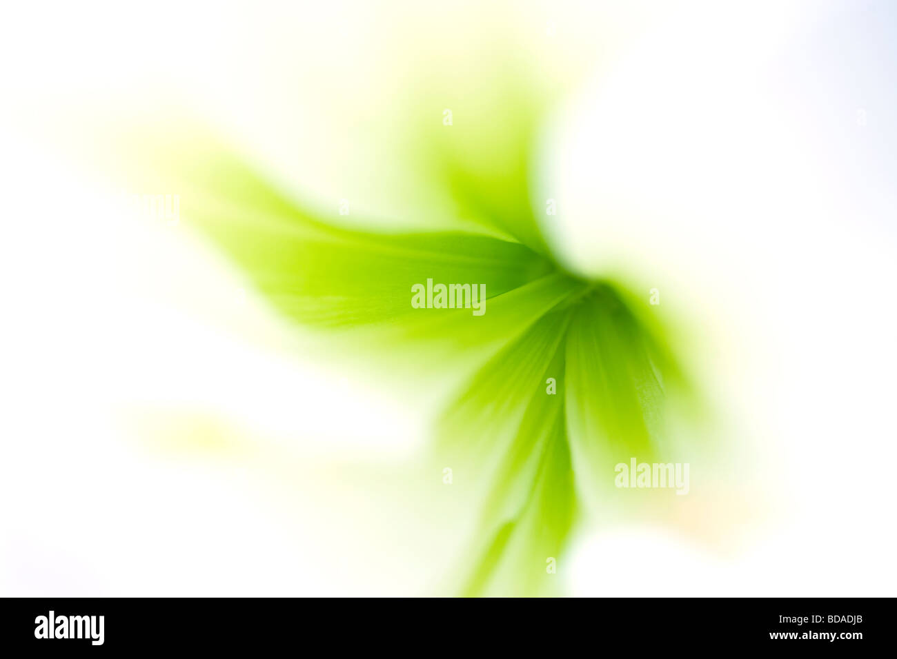 Subtle flower background hi-res stock photography and images - Alamy