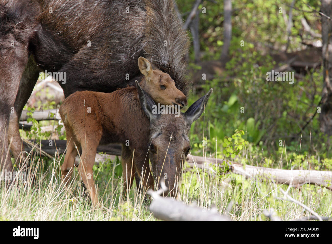 Moose Alces alces young calf rubbing its head against its mother in a ...