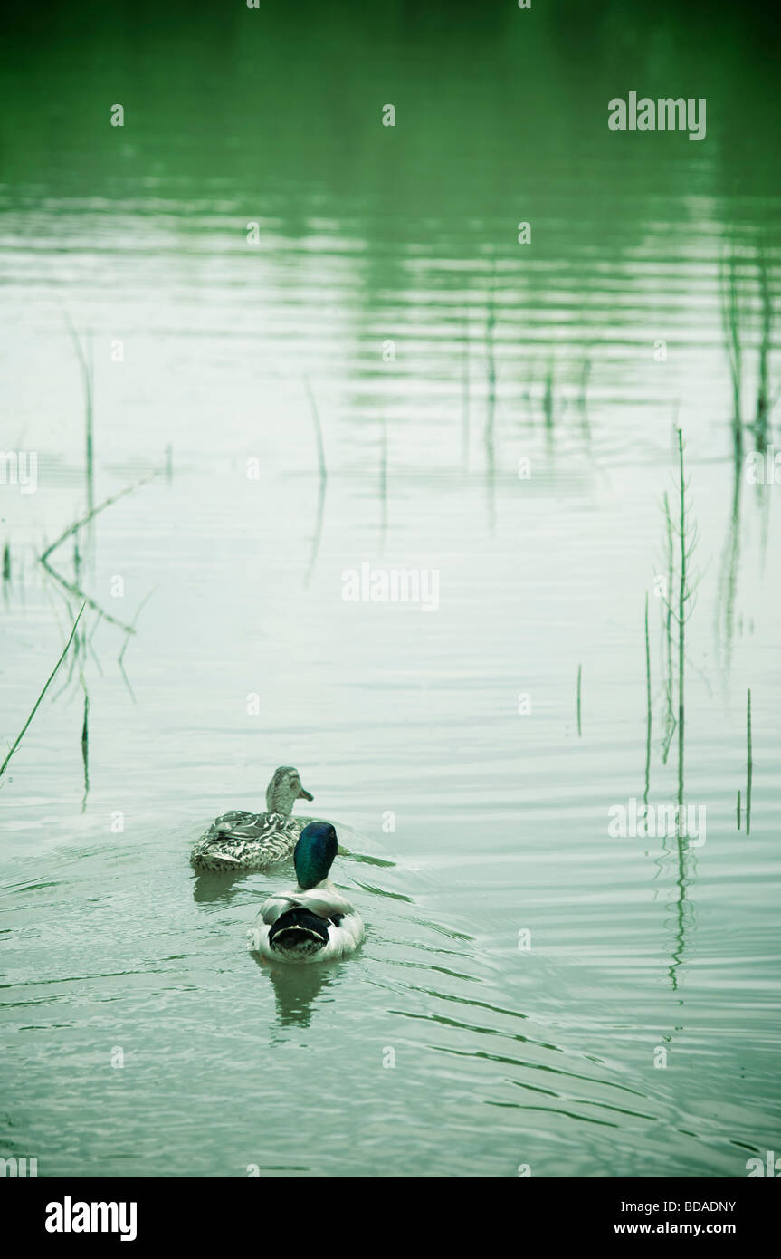 Mallard pair on Duck pond Stock Photo - Alamy