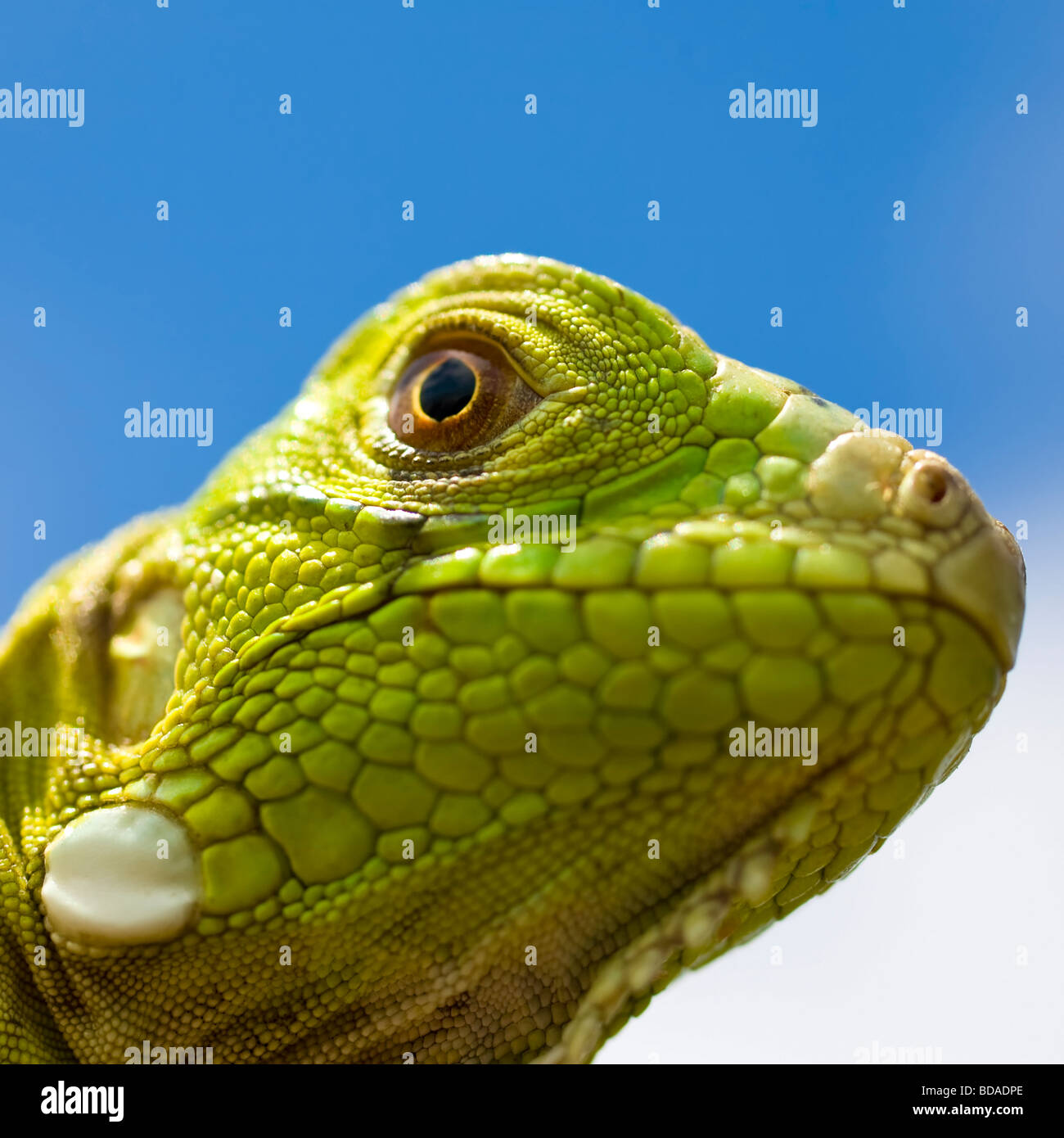 Iguana color hi-res stock photography and images - Alamy