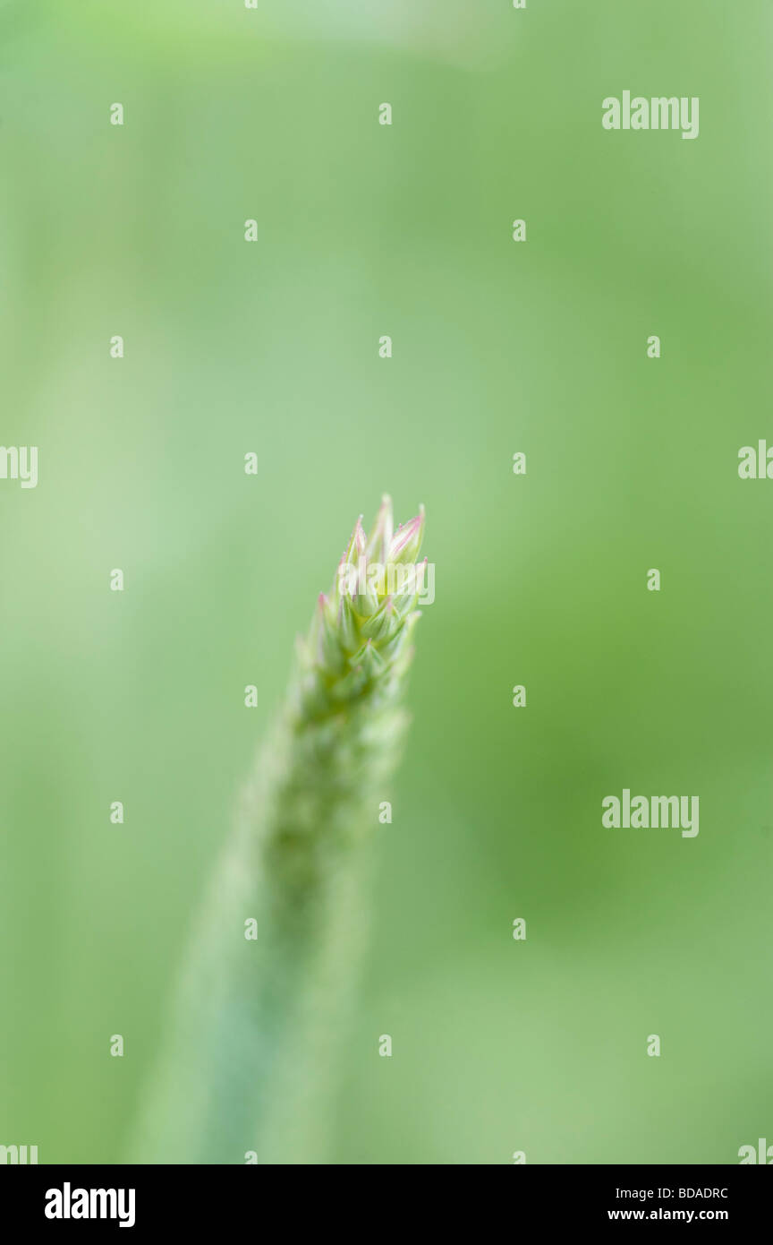 Stem budding hi-res stock photography and images - Alamy
