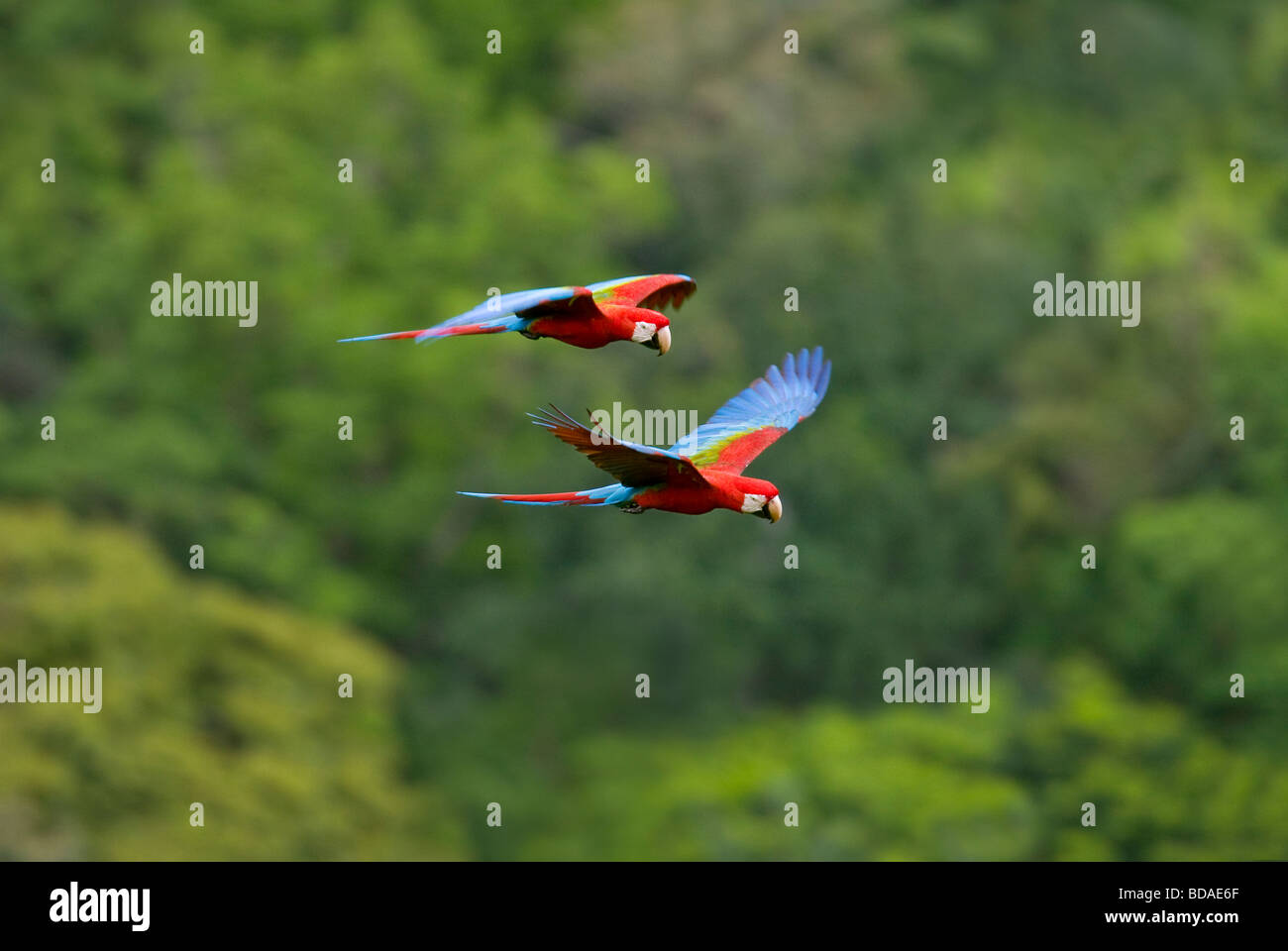 RED AND GREEN MACAWS, Ara chloroptera, in flight over rainforest, Surama mountain, Guyana, South ...