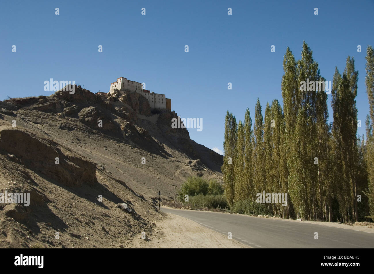 Trees with monastery in the background, Thiksey Monastery, Ladakh ...