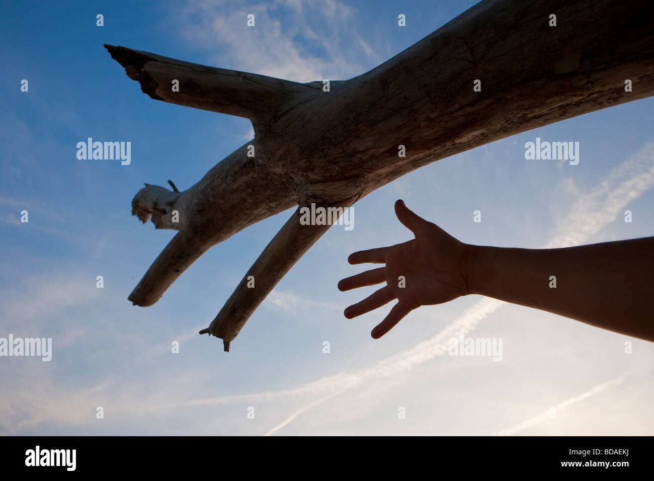Hand branch hi-res stock photography and images - Alamy