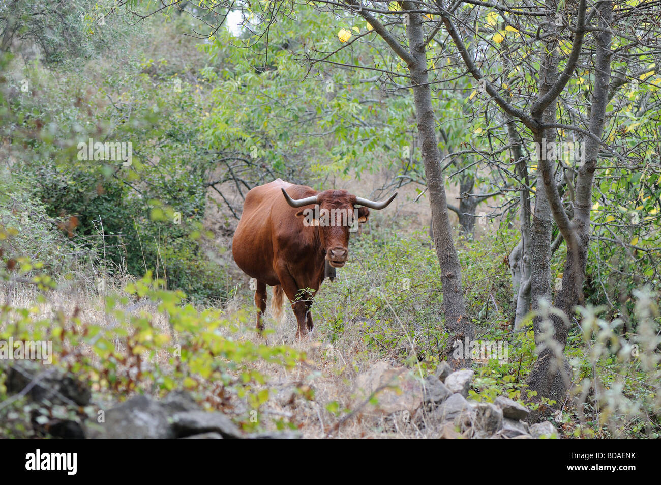Cow in the forest Stock Photo - Alamy