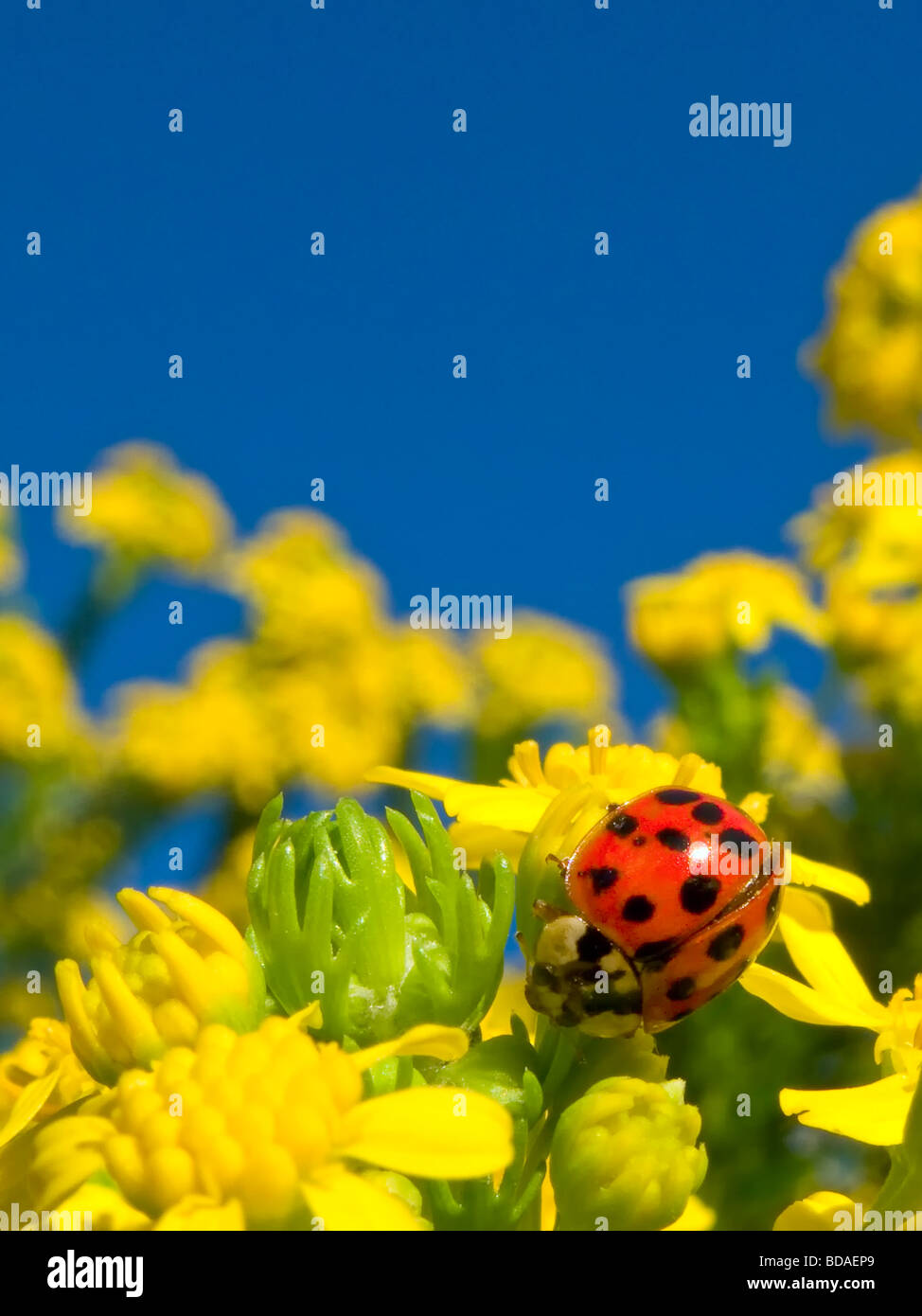 Lady bug hi-res stock photography and images - Alamy