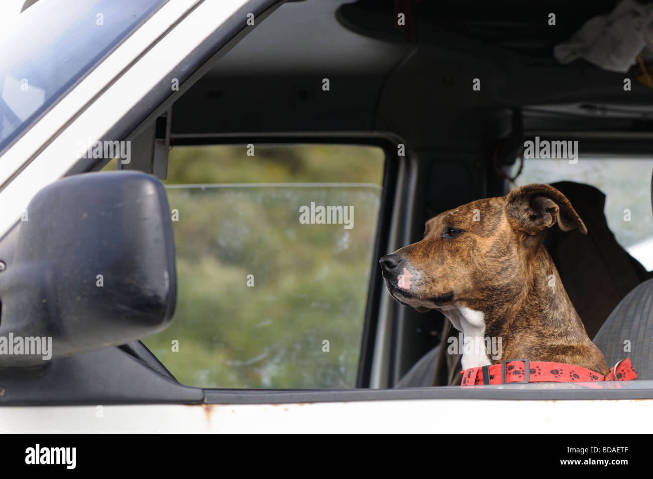 Image of can in the car Stock Photo - Alamy