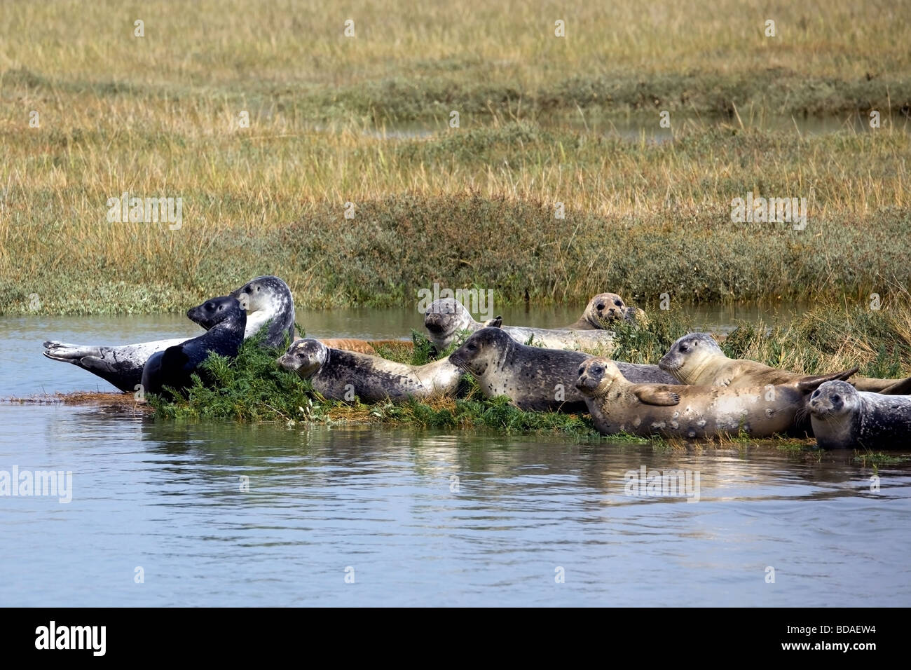 Group of seals hi-res stock photography and images - Alamy
