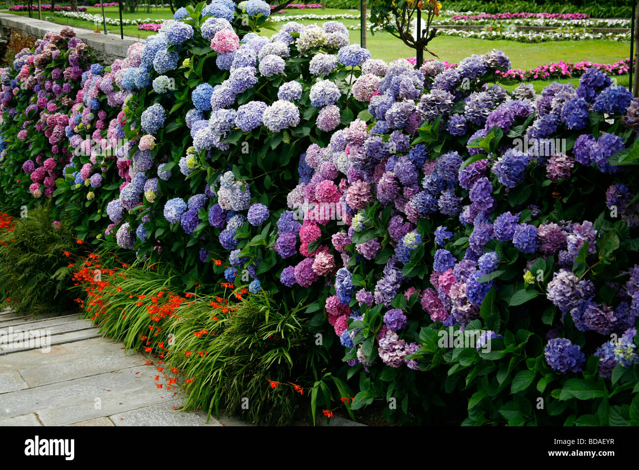 Colourful Hydrangea plants Stock Photo - Alamy