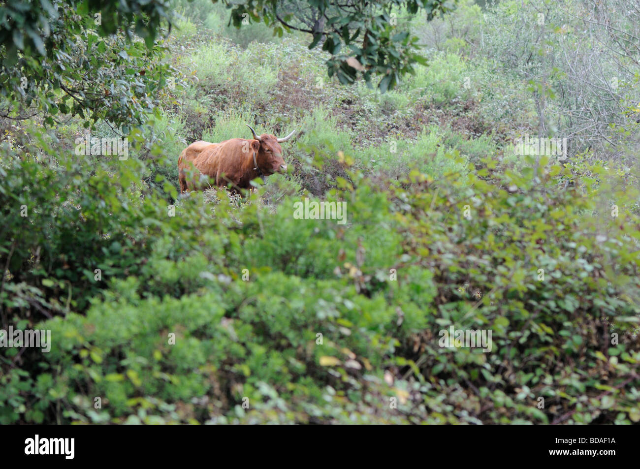 Cow in the forest Stock Photo - Alamy