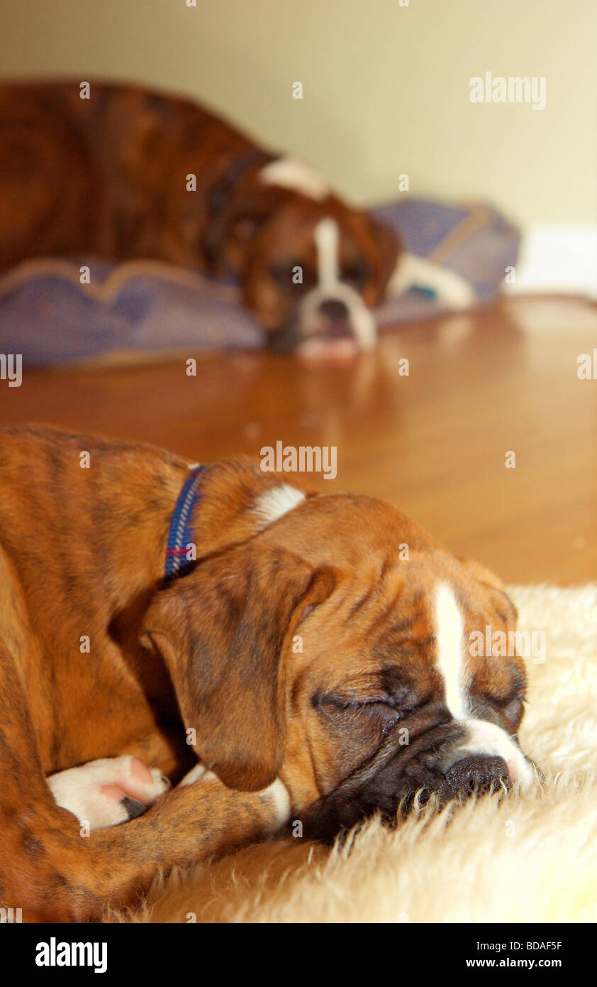 Boxer Puppy sleeps on sheepskin rug while older Boxer looks on Stock ...