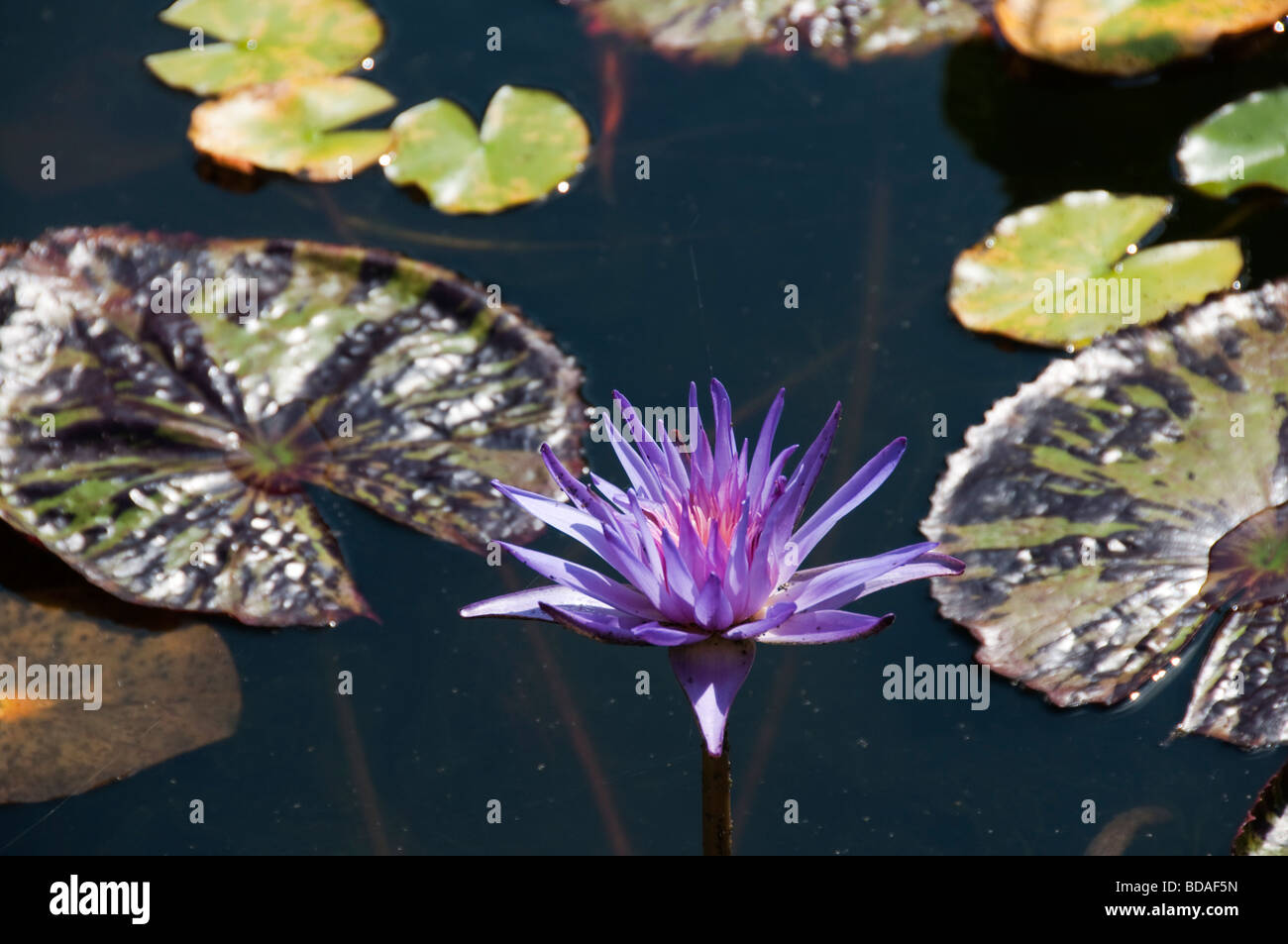 Fragrant lily pad hi-res stock photography and images - Alamy
