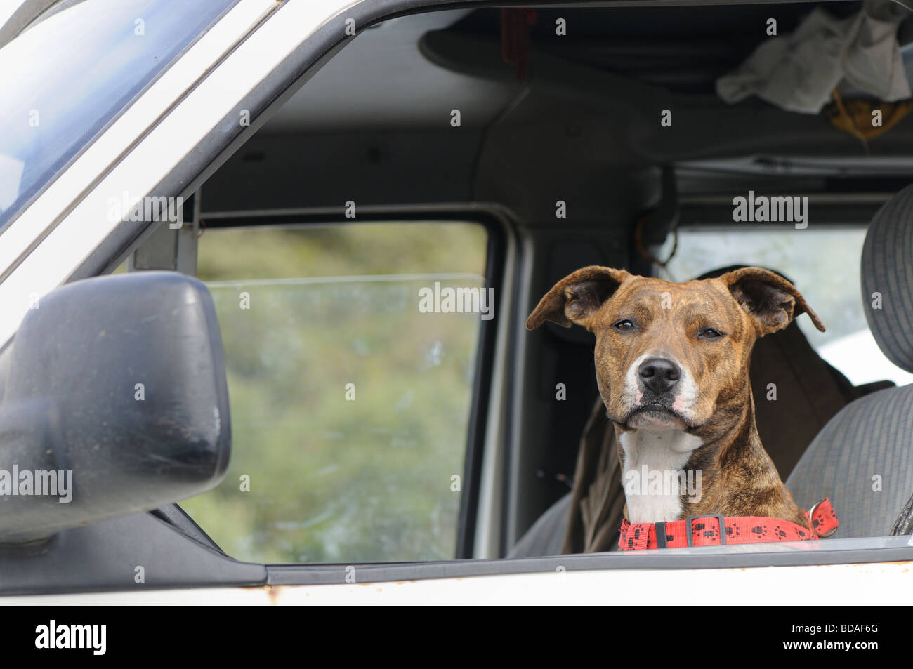 Image of can in the car Stock Photo - Alamy
