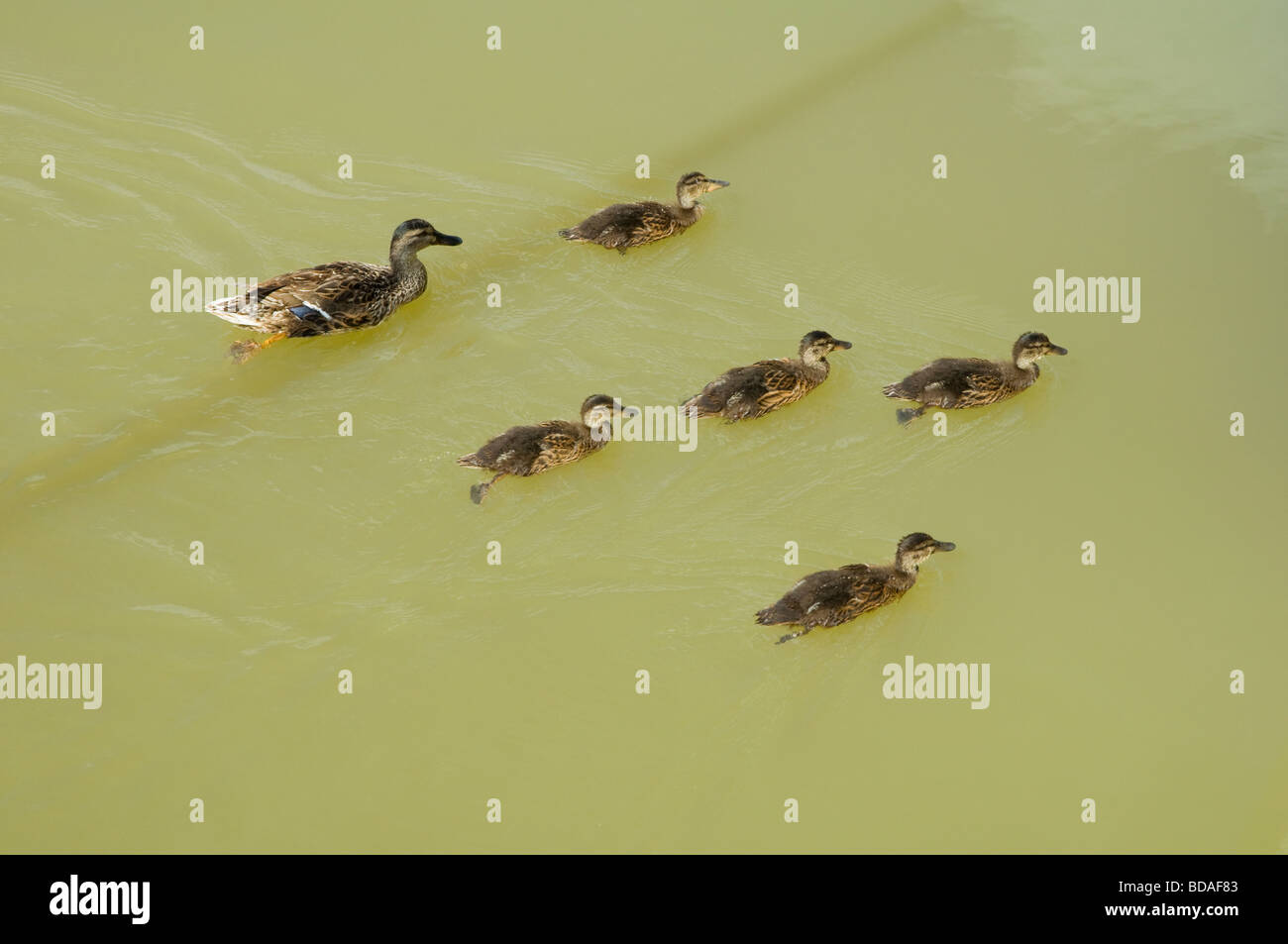 Mother duck hi-res stock photography and images - Alamy