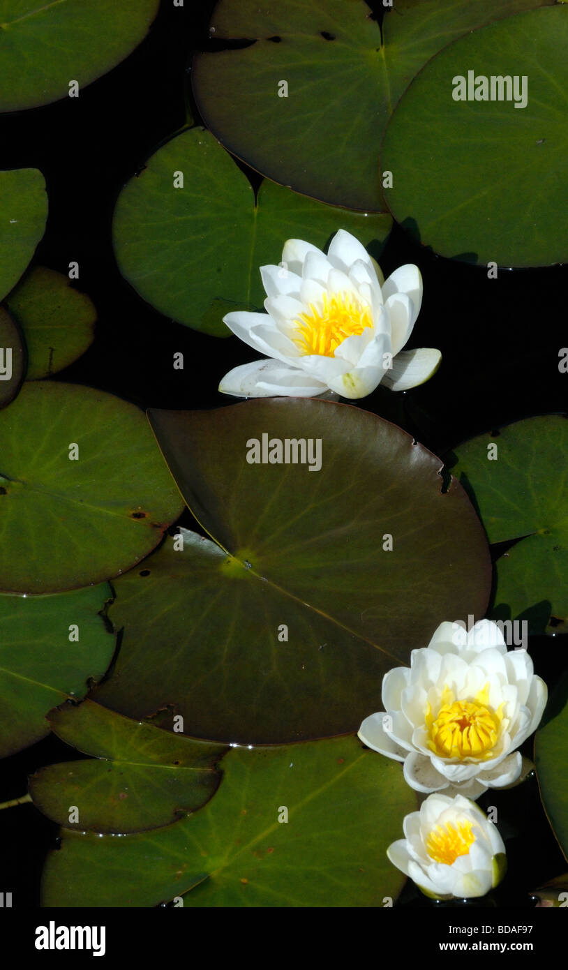 Flowers and leaves of the white water-lily (Nymphaea alba Stock Photo ...