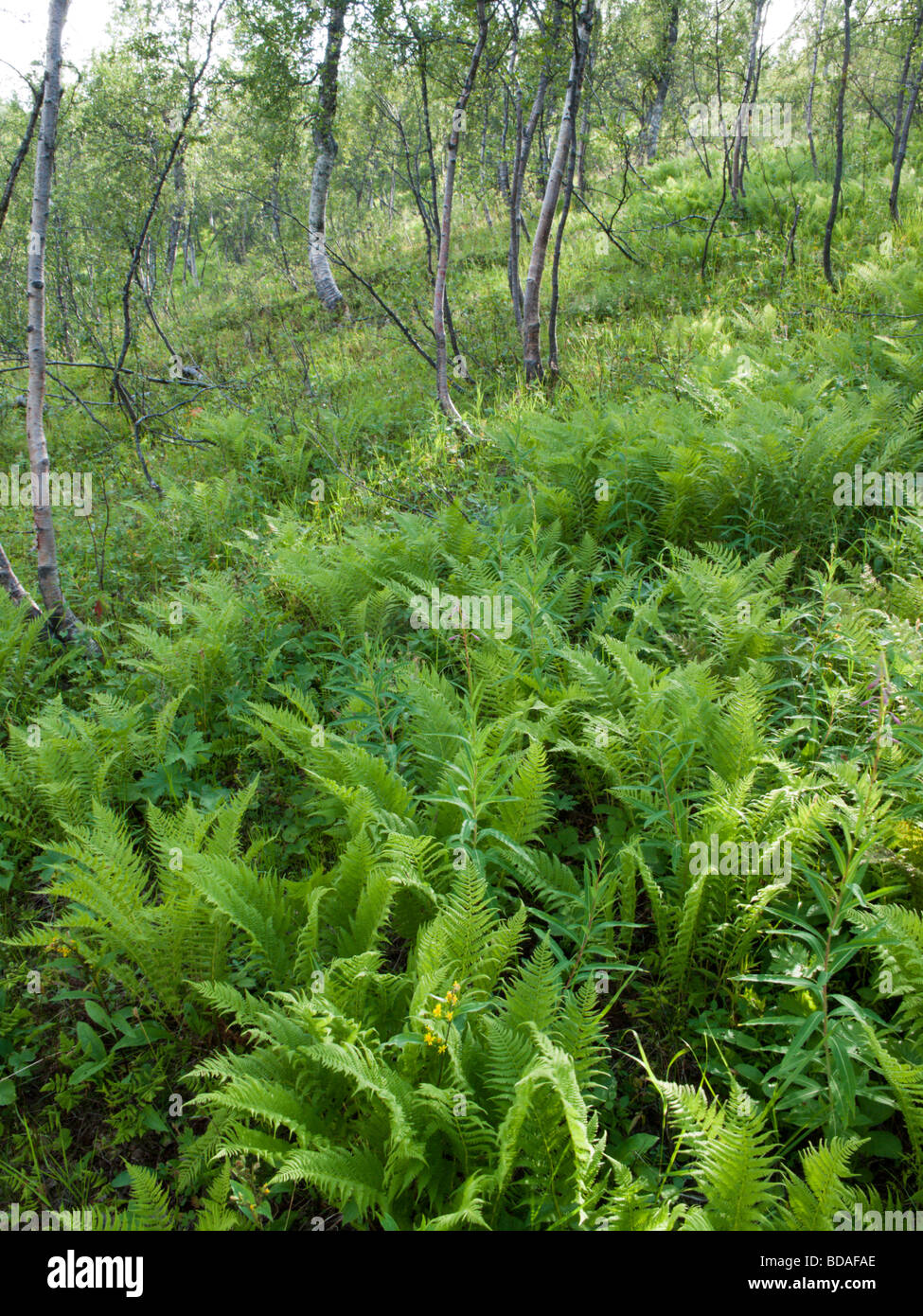Fern plants rago ferns scandinavia norway birch forest europe ferns hi ...