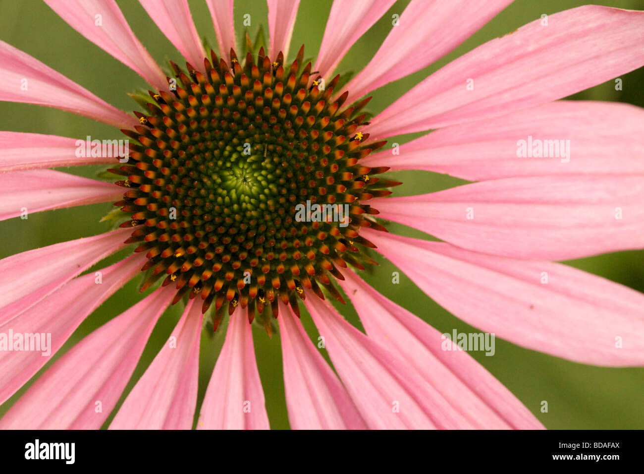 Purple coneflower closeup Stock Photo - Alamy