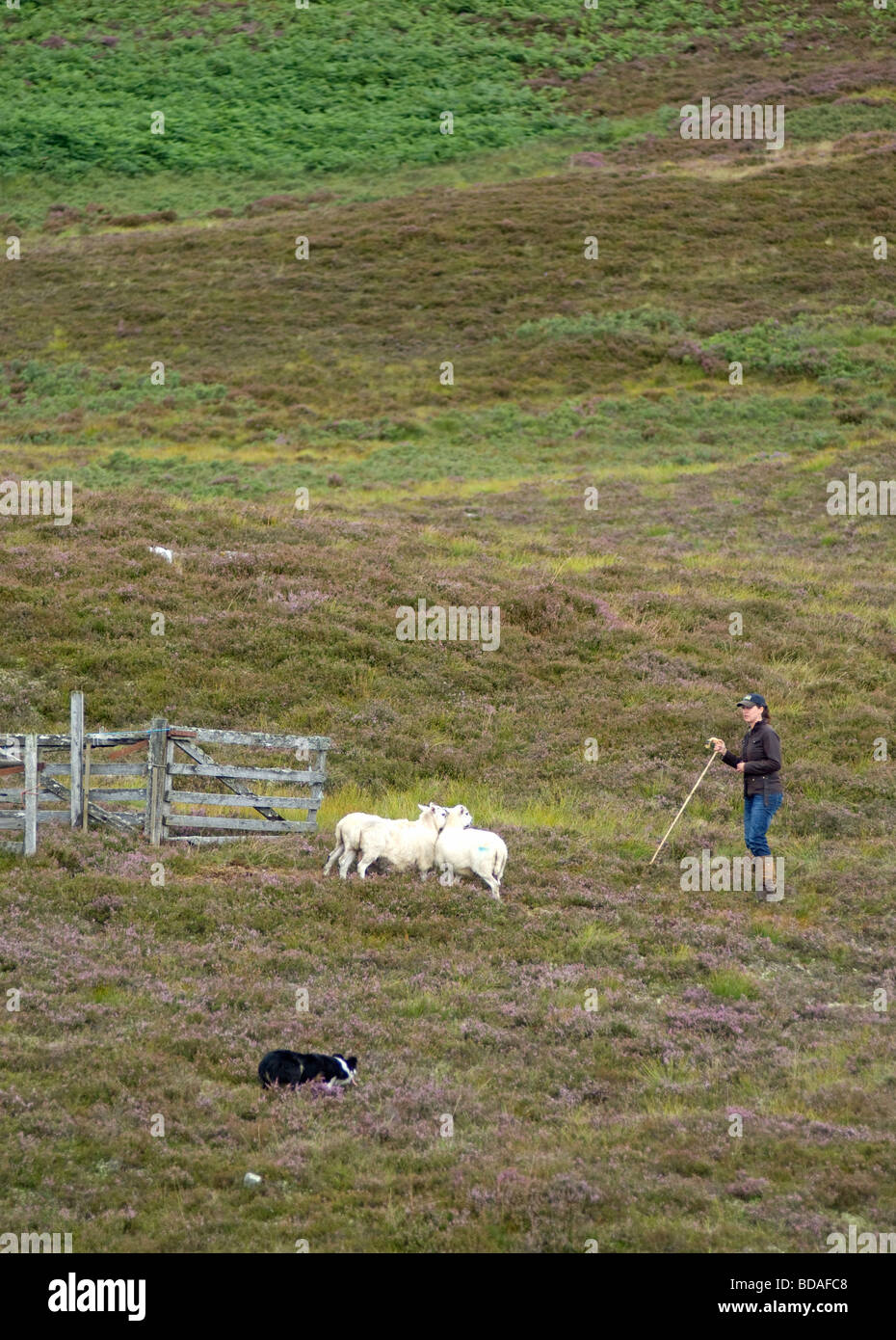 Highland shepherd working his Border Collie Dog at Scottish sheepdog ...