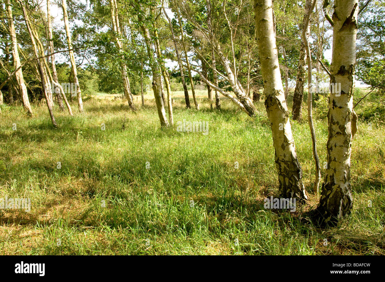 Copse spinney hi-res stock photography and images - Alamy