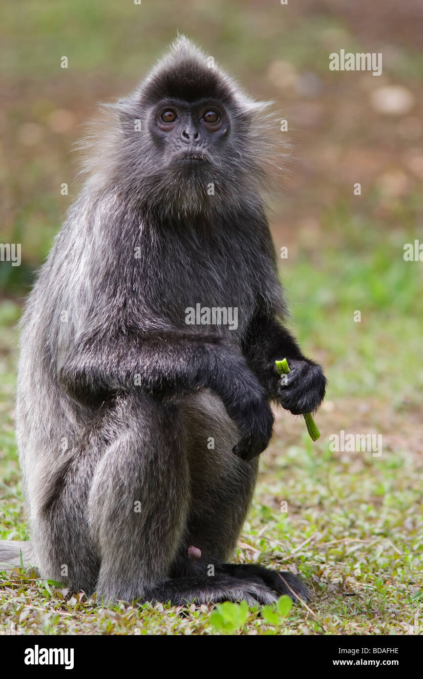 Silvery Lutung (Trachypithecus cristatus) Silver langur sitting on the ...